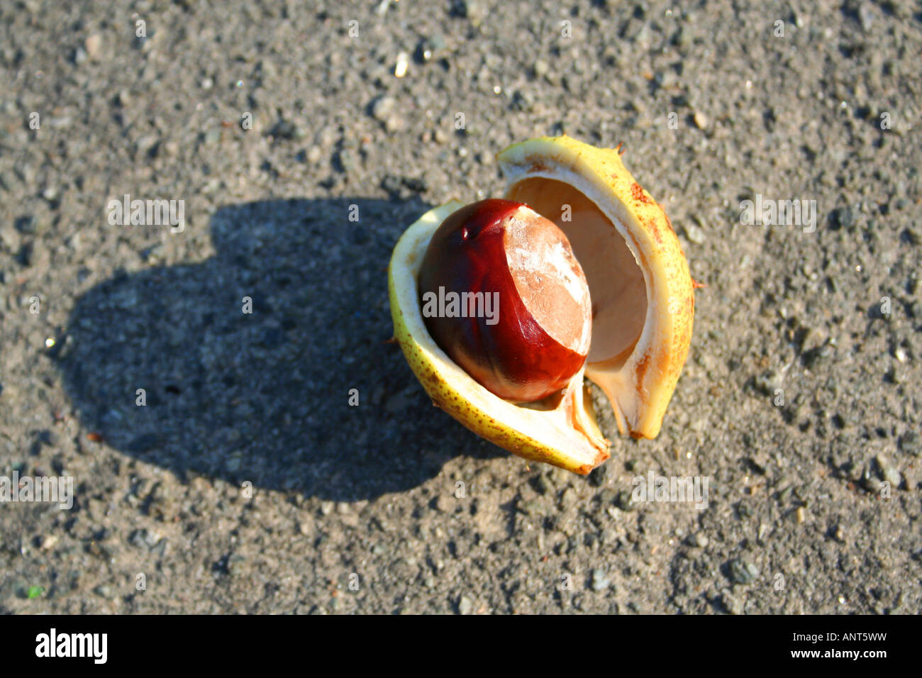 Splitted beautiful chestnut on the road Stock Photo - Alamy
