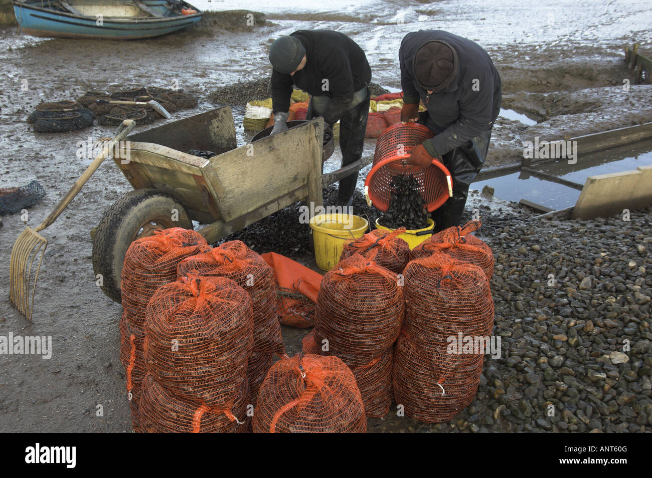 Hand grading Common mussels mytilus edulis on saltmarsh Brancaster ...