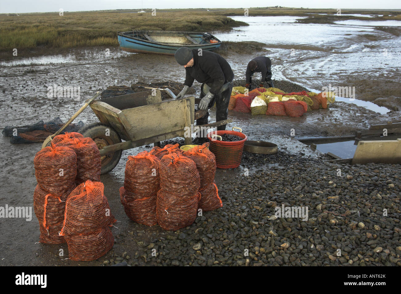 Brancaster mussels hi-res stock photography and images - Alamy