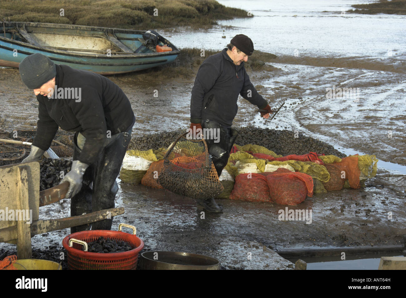 Hand grading Common mussels mytilus edulis on saltmarsh Brancaster ...