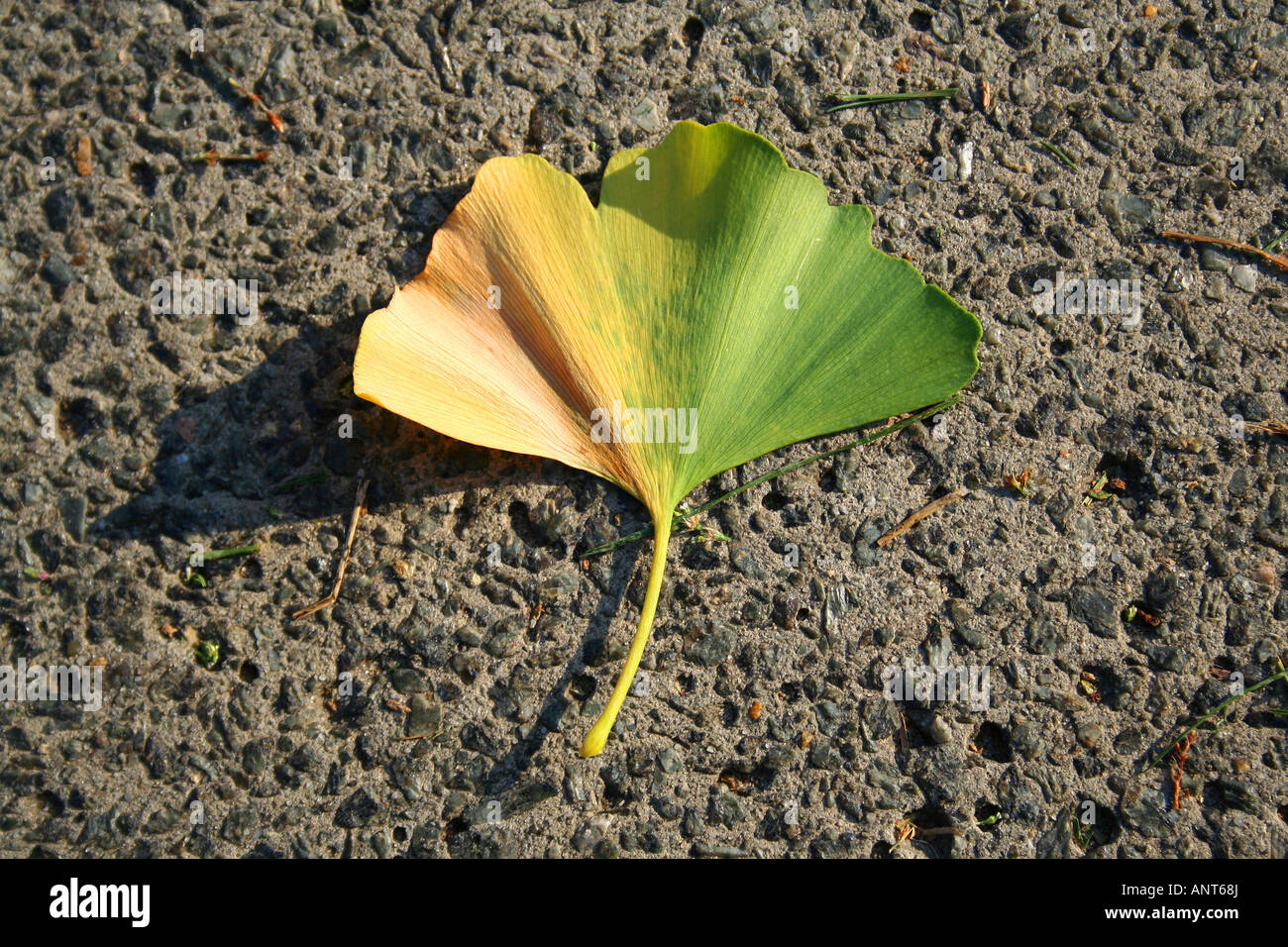 Gingko tree leaf on the road Conifer Autumn Stock Photo - Alamy