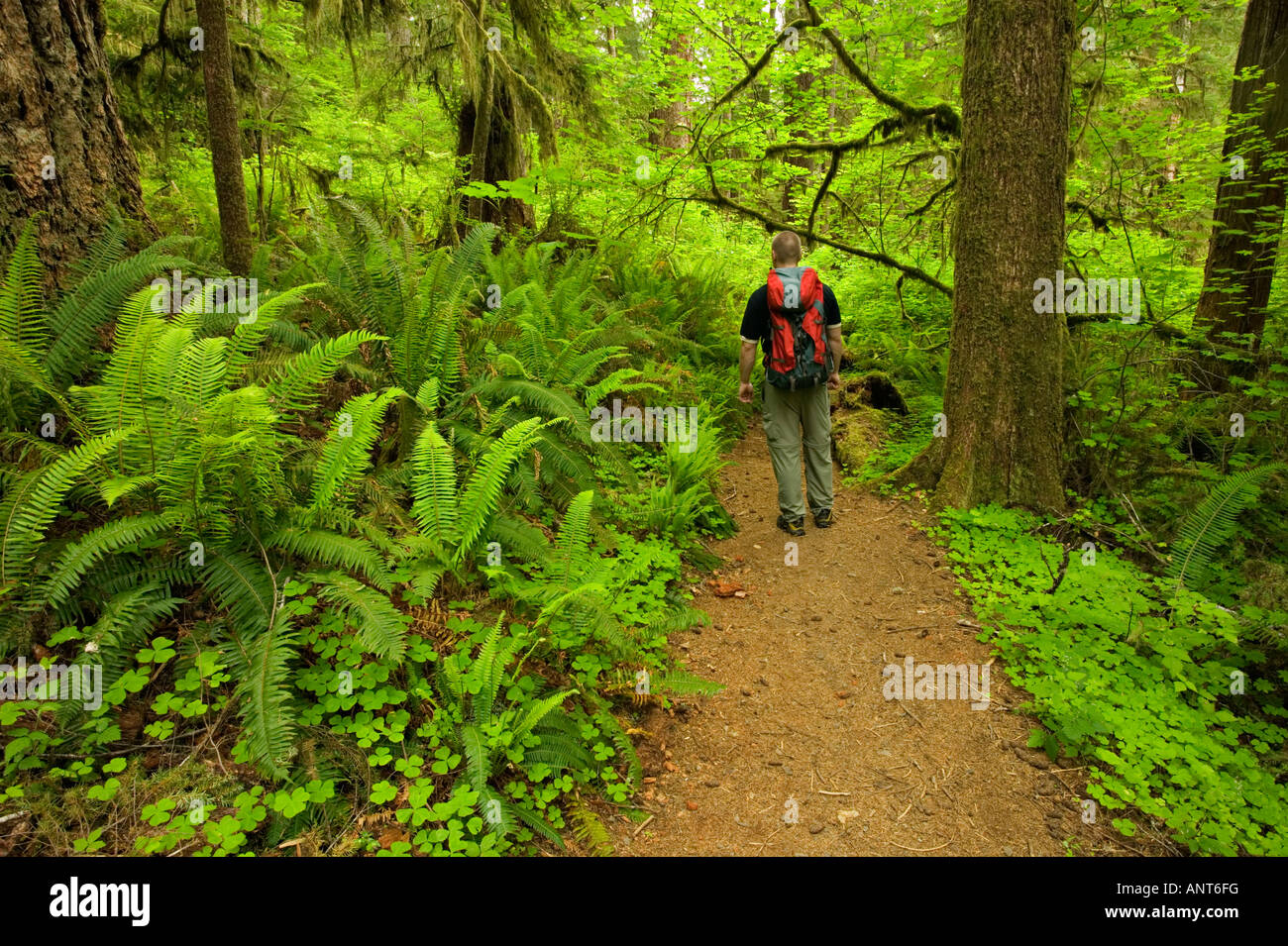 Hiker in spring rainforest Stock Photo - Alamy