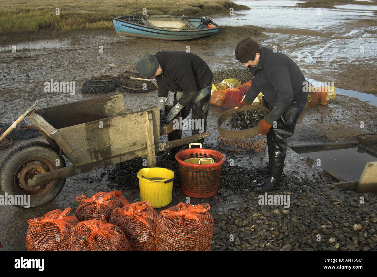 Hand cleaning Common mussels mytilus edulis in washing pit on saltmarsh ...