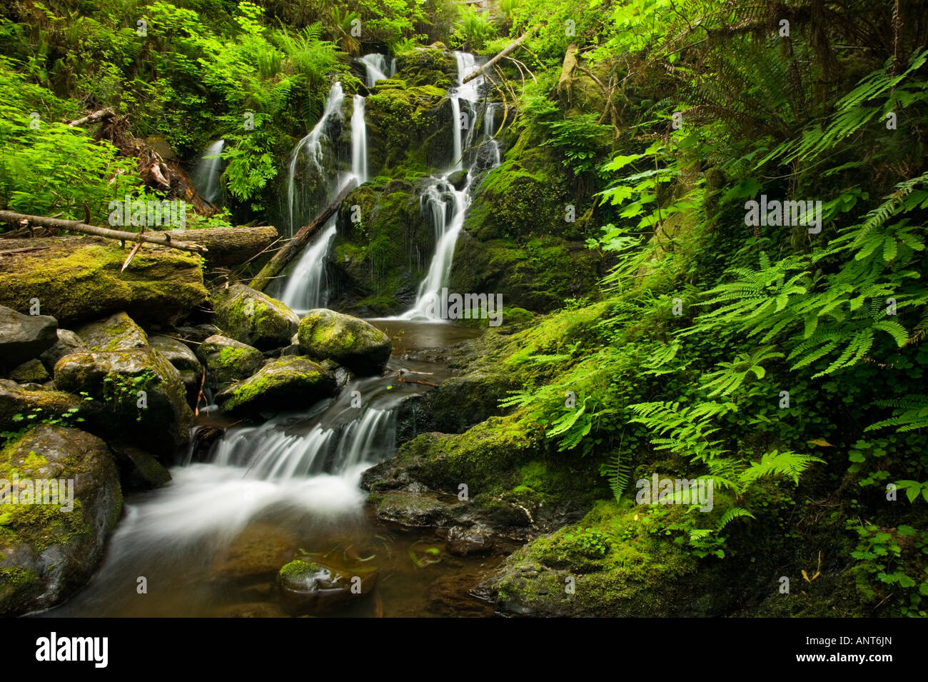 Deep Rainforest High Resolution Stock Photography and Images - Alamy