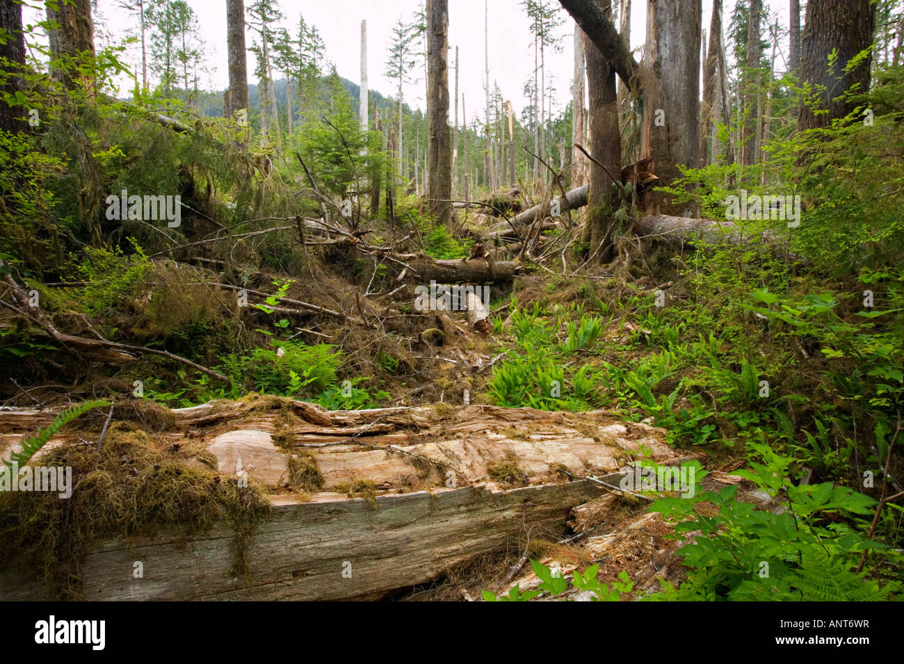 Strom trail damage Stock Photo - Alamy