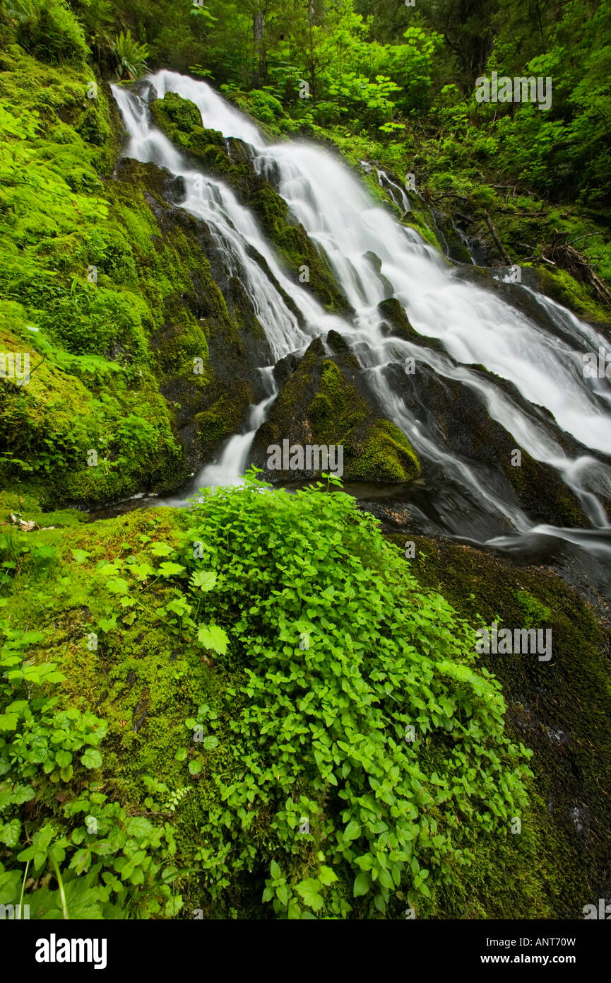 Spring waterfall in rainforest Stock Photo - Alamy
