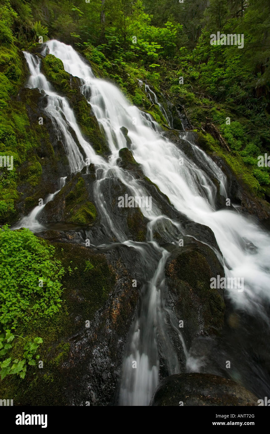 Spring waterfall in rainforest Stock Photo - Alamy