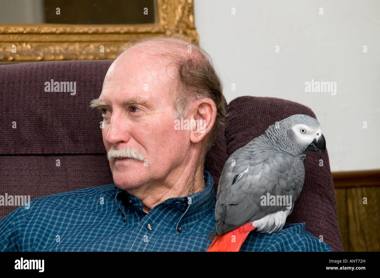Man with his pet parrot Stock Photo - Alamy