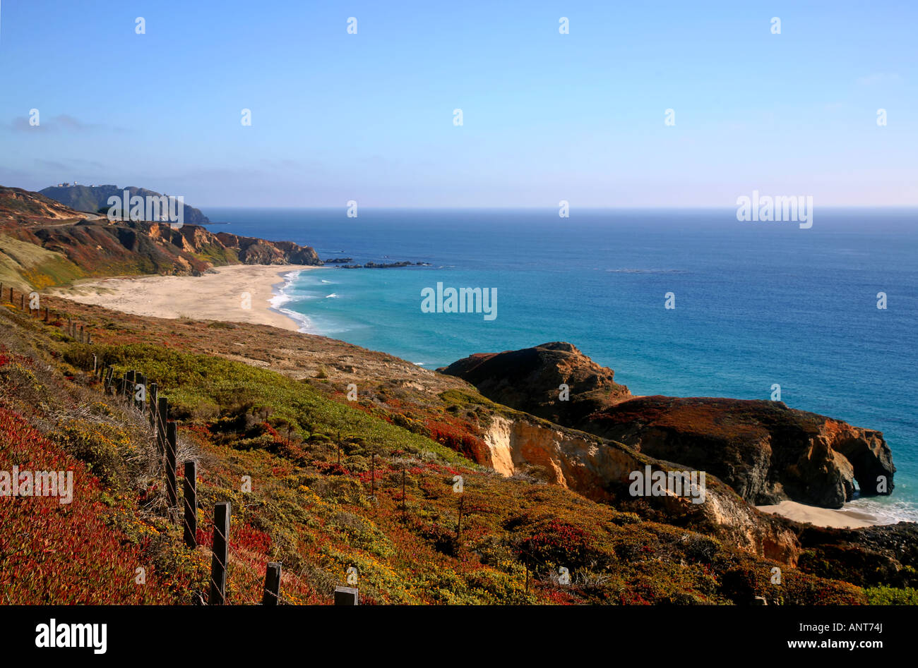 Colorful Big Sur Coastline with flowering shrubs Stock Photo - Alamy