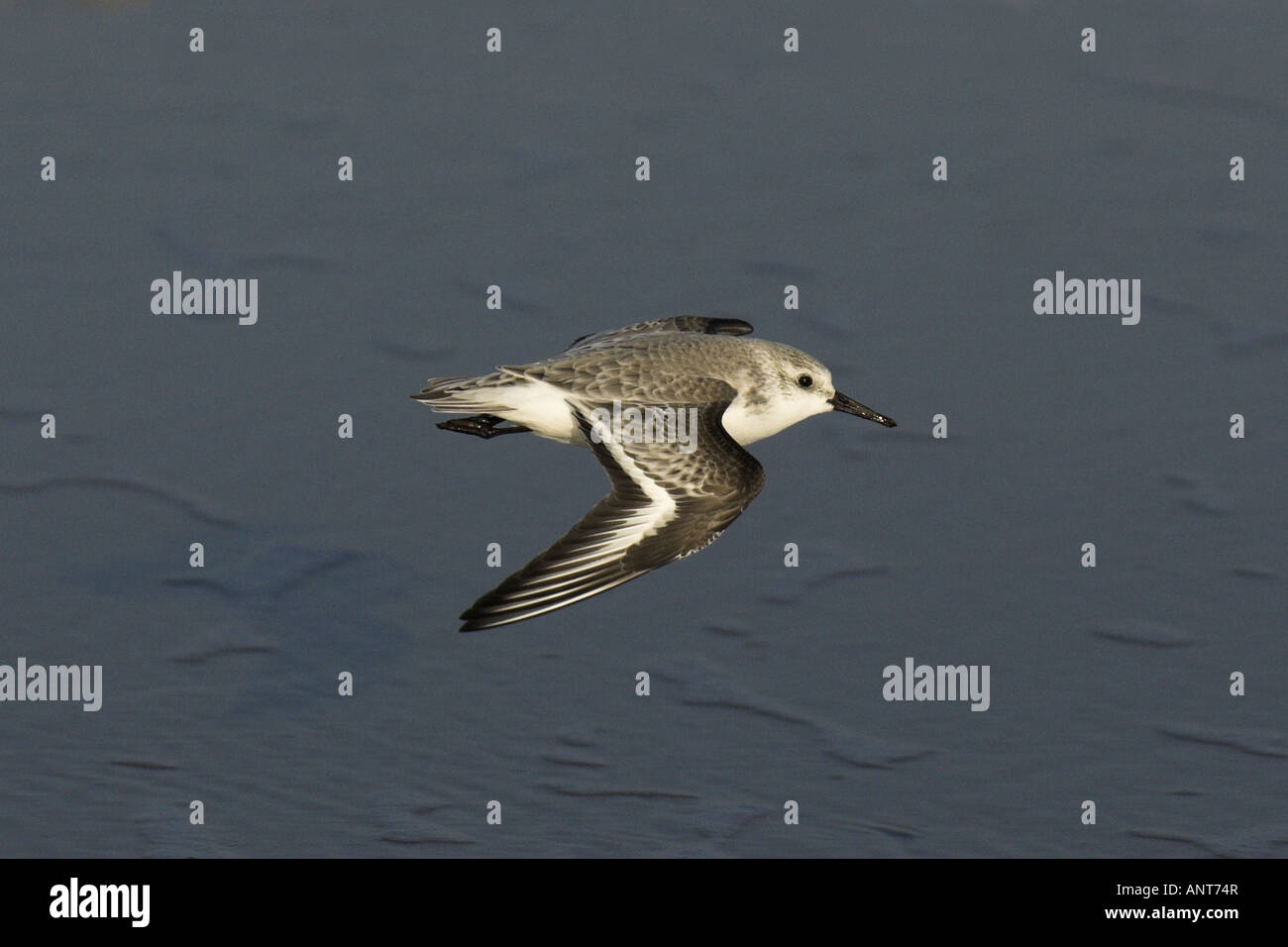 Sanderling calidris alba single bird in flight over shore line Norfolk ...