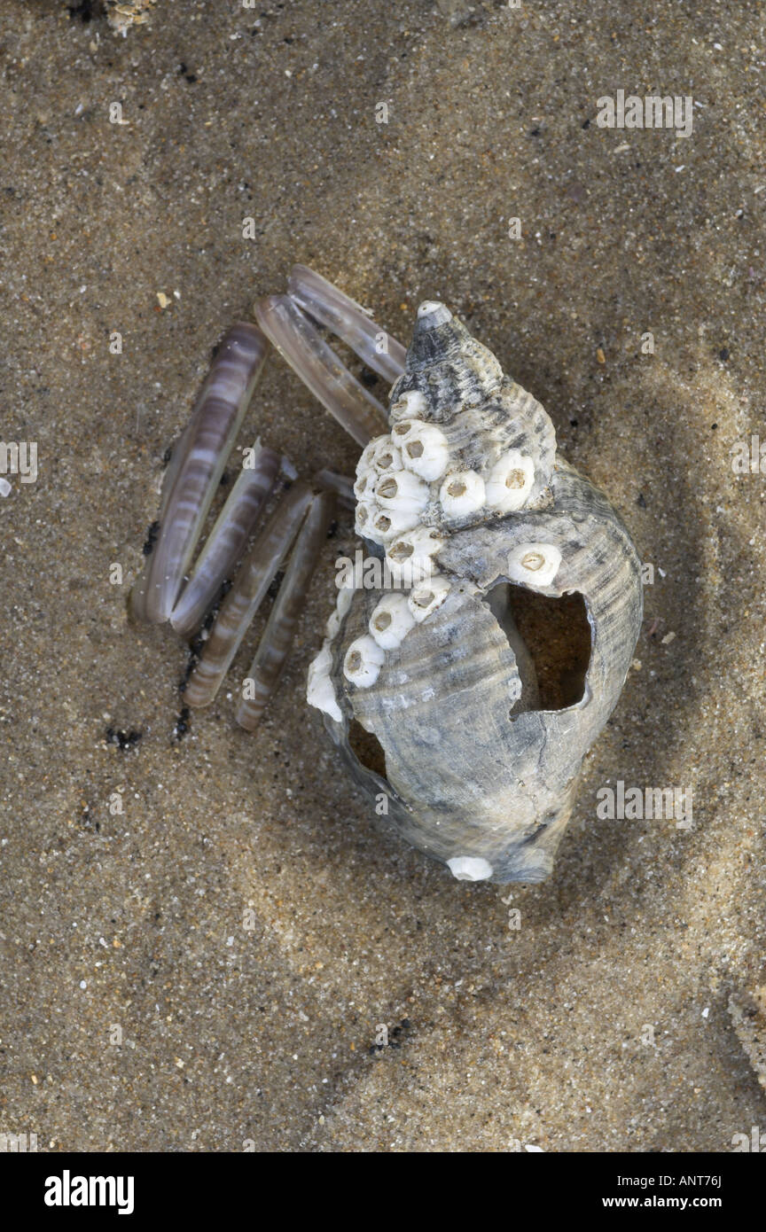 Barnacles hi-res stock photography and images - Alamy