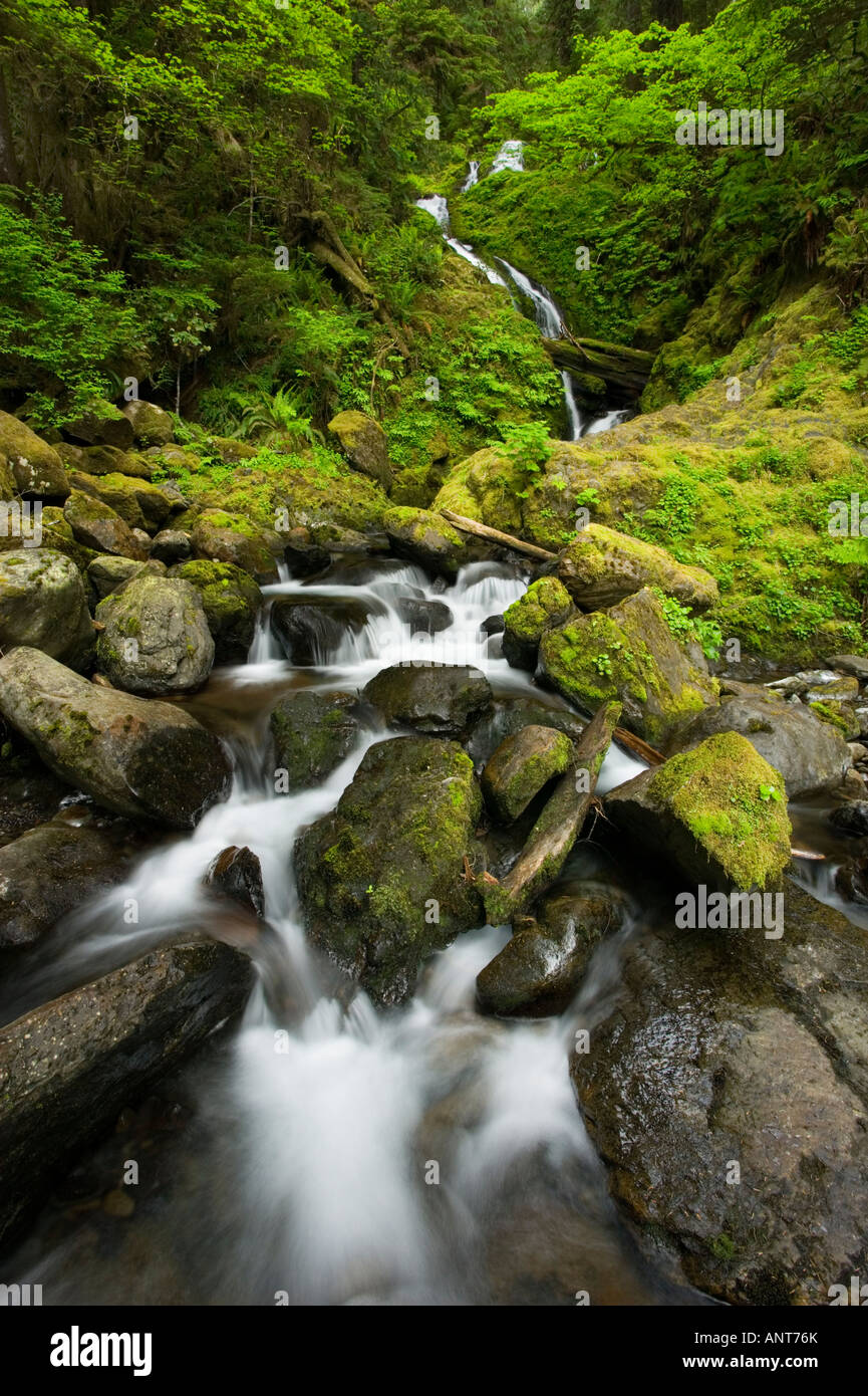 Spring waterfall in rainforest Stock Photo - Alamy