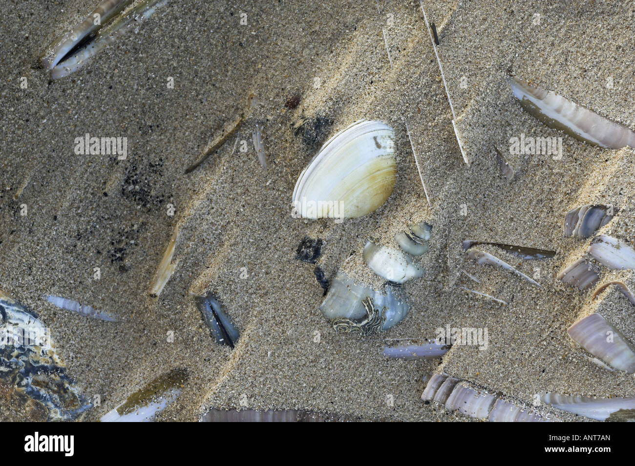 Shells on beach with with windblown sand formations Stock Photo - Alamy