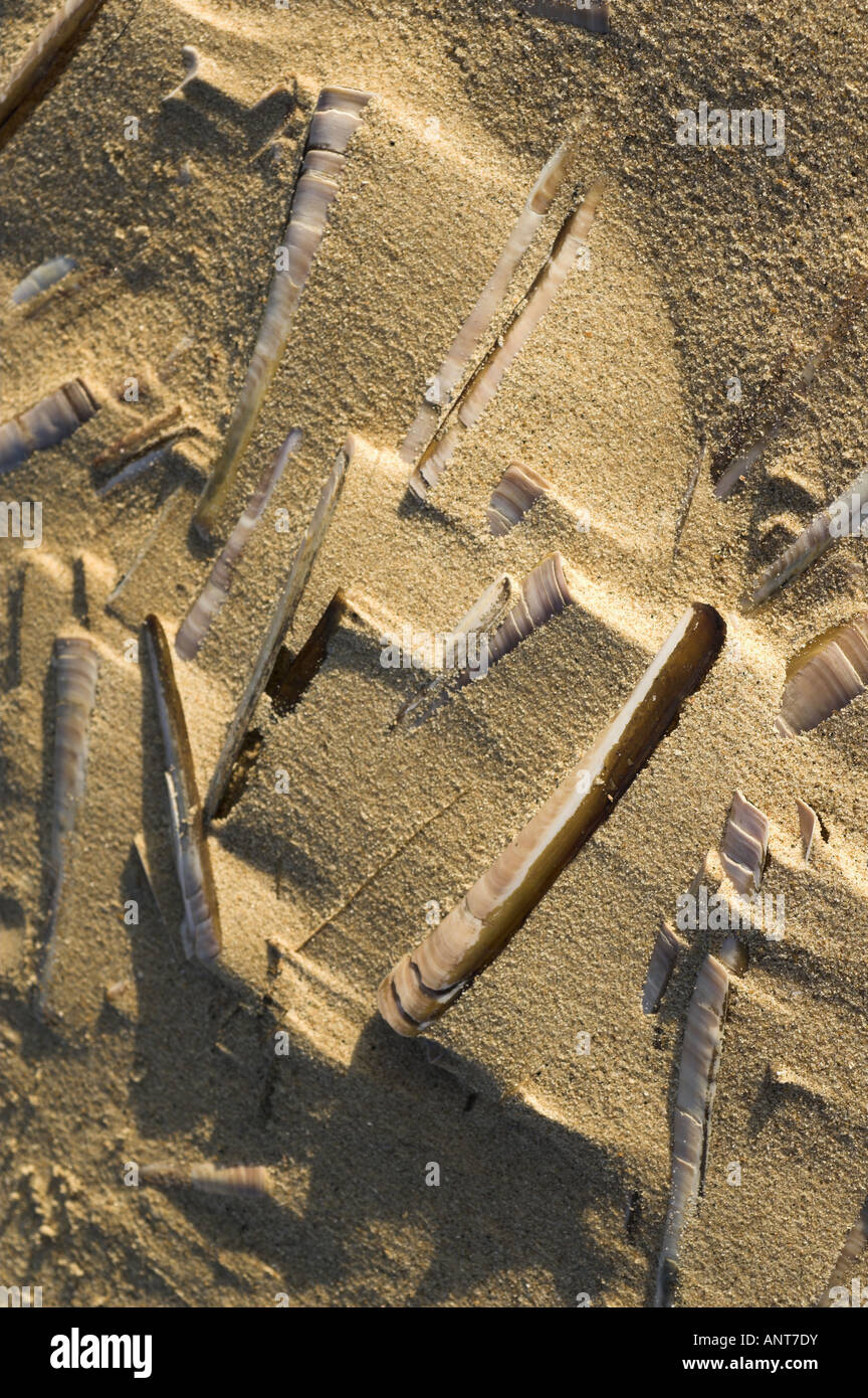 Razor Shells on beach with with windblown sand formations Stock Photo ...