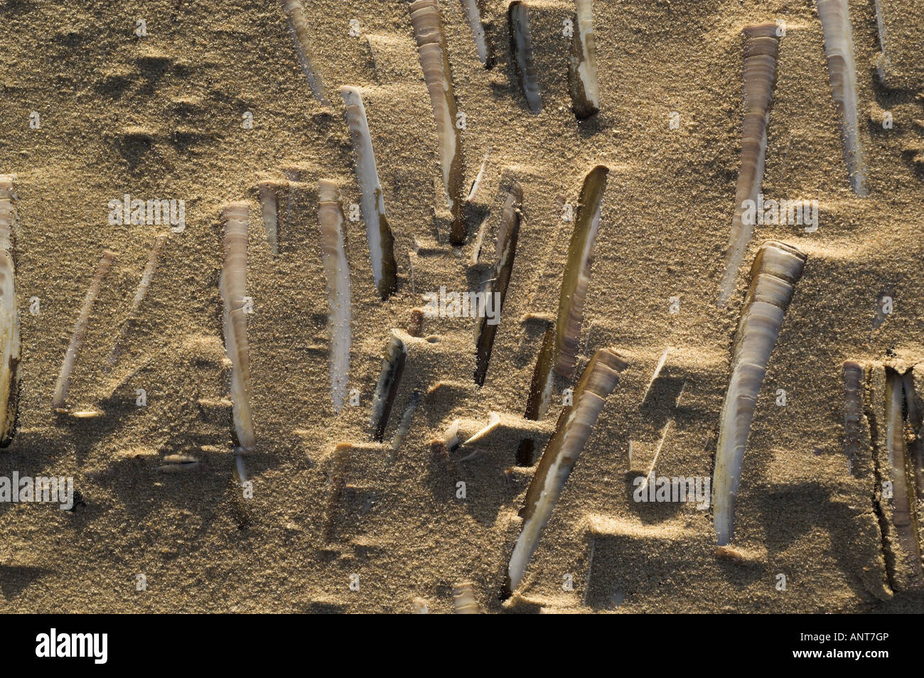 Razor Shells on beach with with windblown sand formations Stock Photo ...