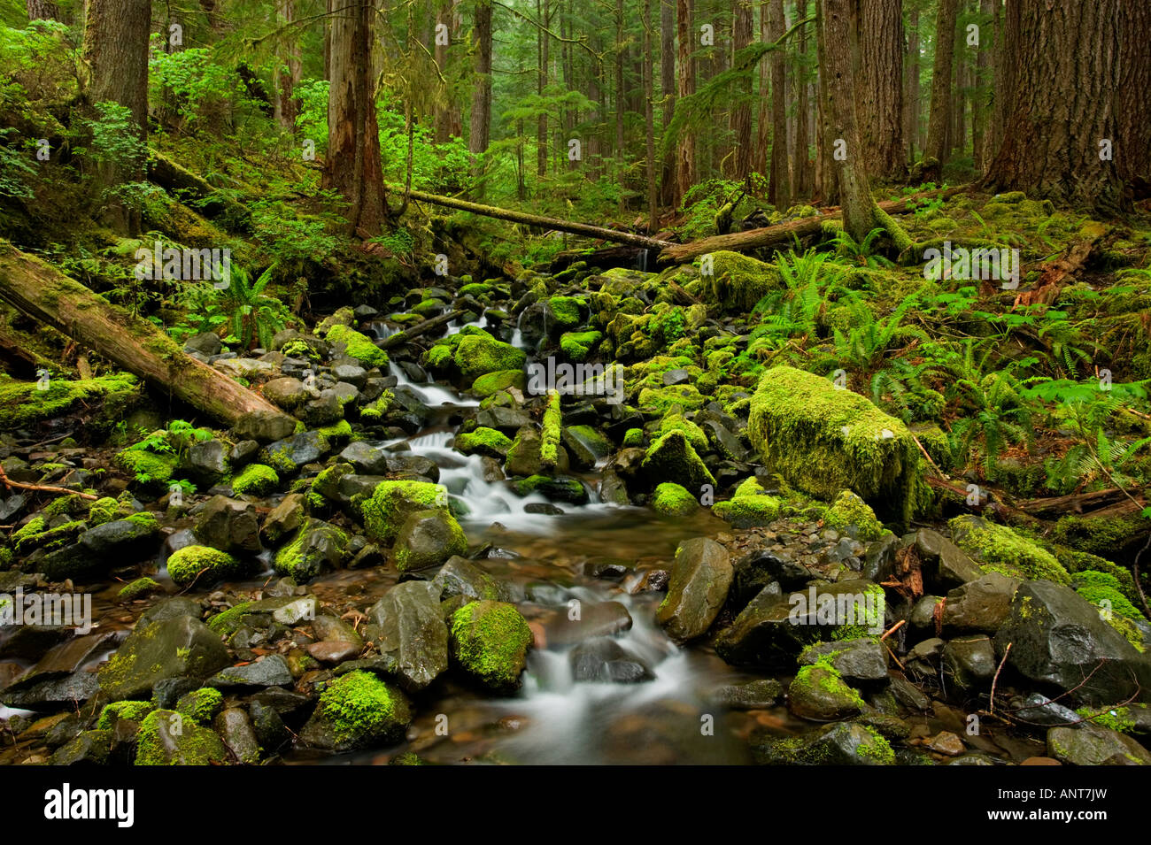 Rainforest ecosystem hi-res stock photography and images - Alamy