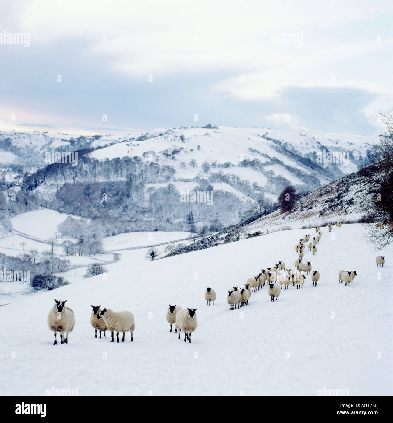 Sheep and snow on a hill farm in beautiful Welsh countryside on a snowy ...