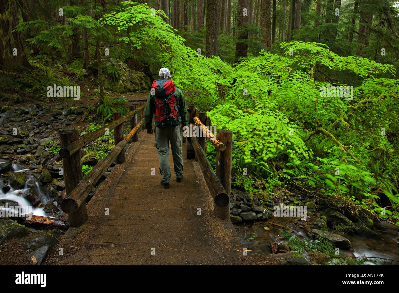 Hiker in spring rainforest Stock Photo - Alamy