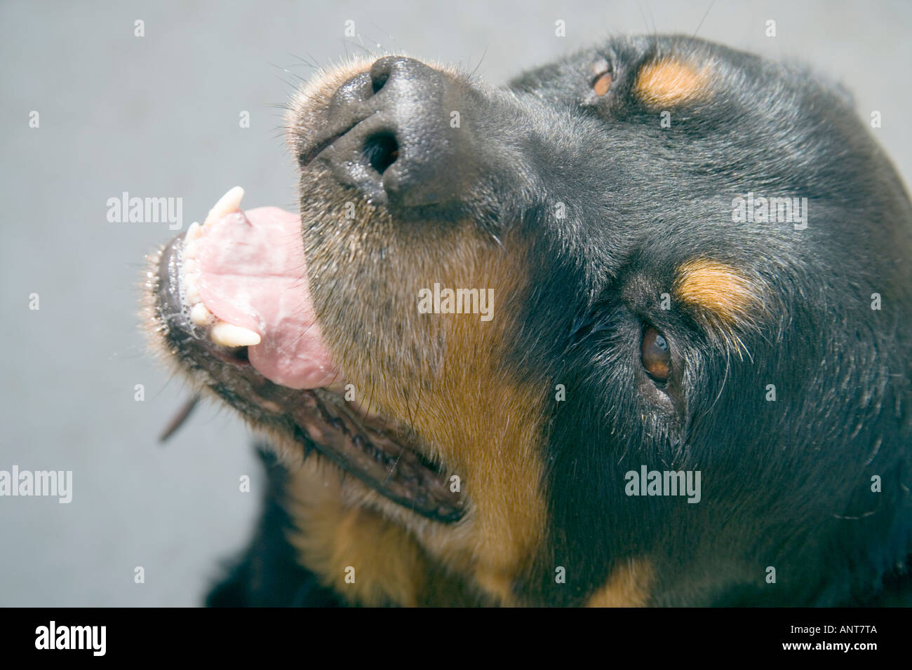 head shot of a rottweiler dog showing teeth and tongue Stock Photo - Alamy