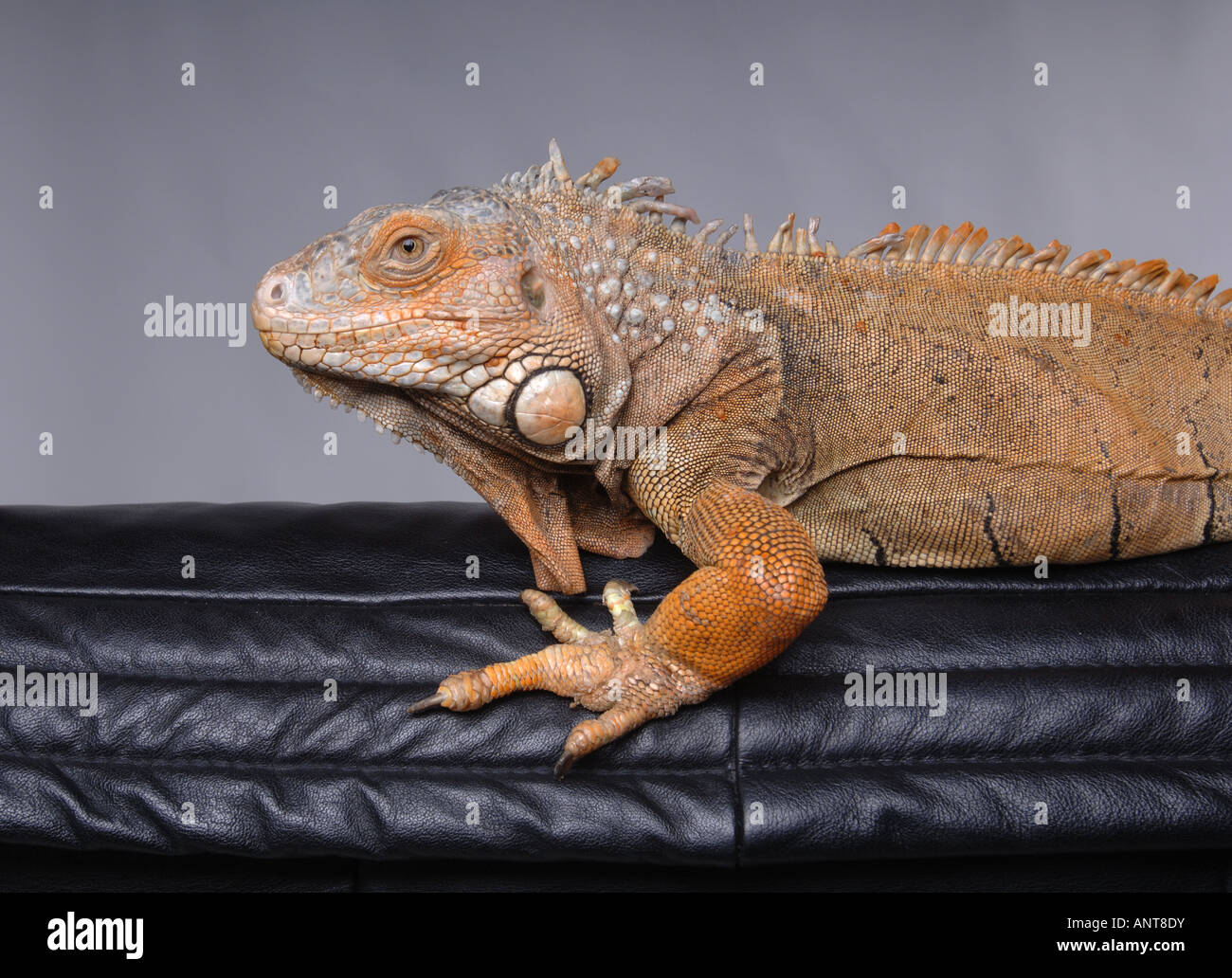 Iguana pictured posing on the back of my couch Stock Photo - Alamy