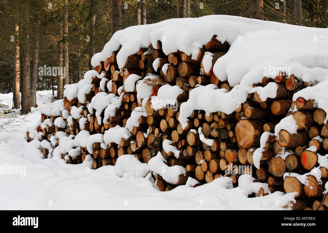 Covered tree trunks hi-res stock photography and images - Alamy