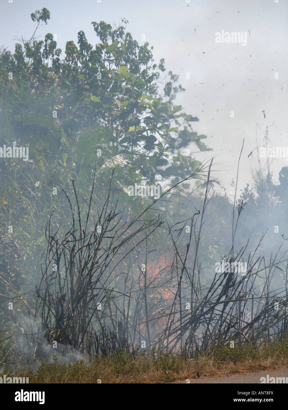 Bush fire burning at a road side in Uganda Stock Photo - Alamy