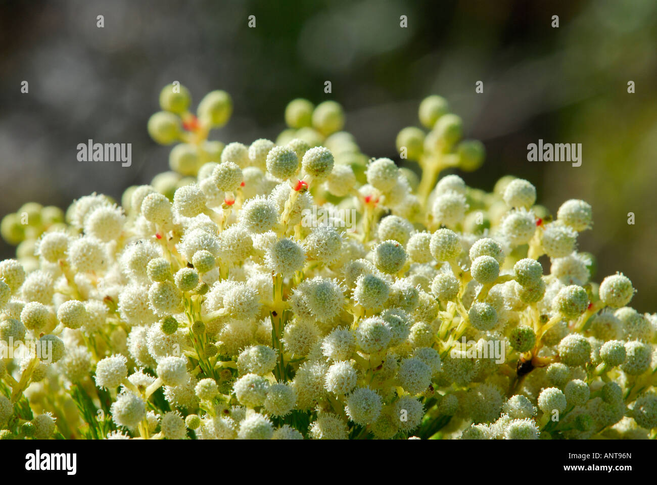 White flowers called Stompie, growing in Helderberg Nature Reserve ...