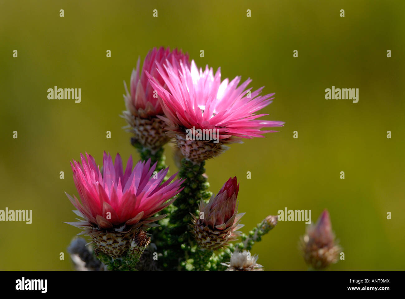 Cape everlasting hi-res stock photography and images - Alamy