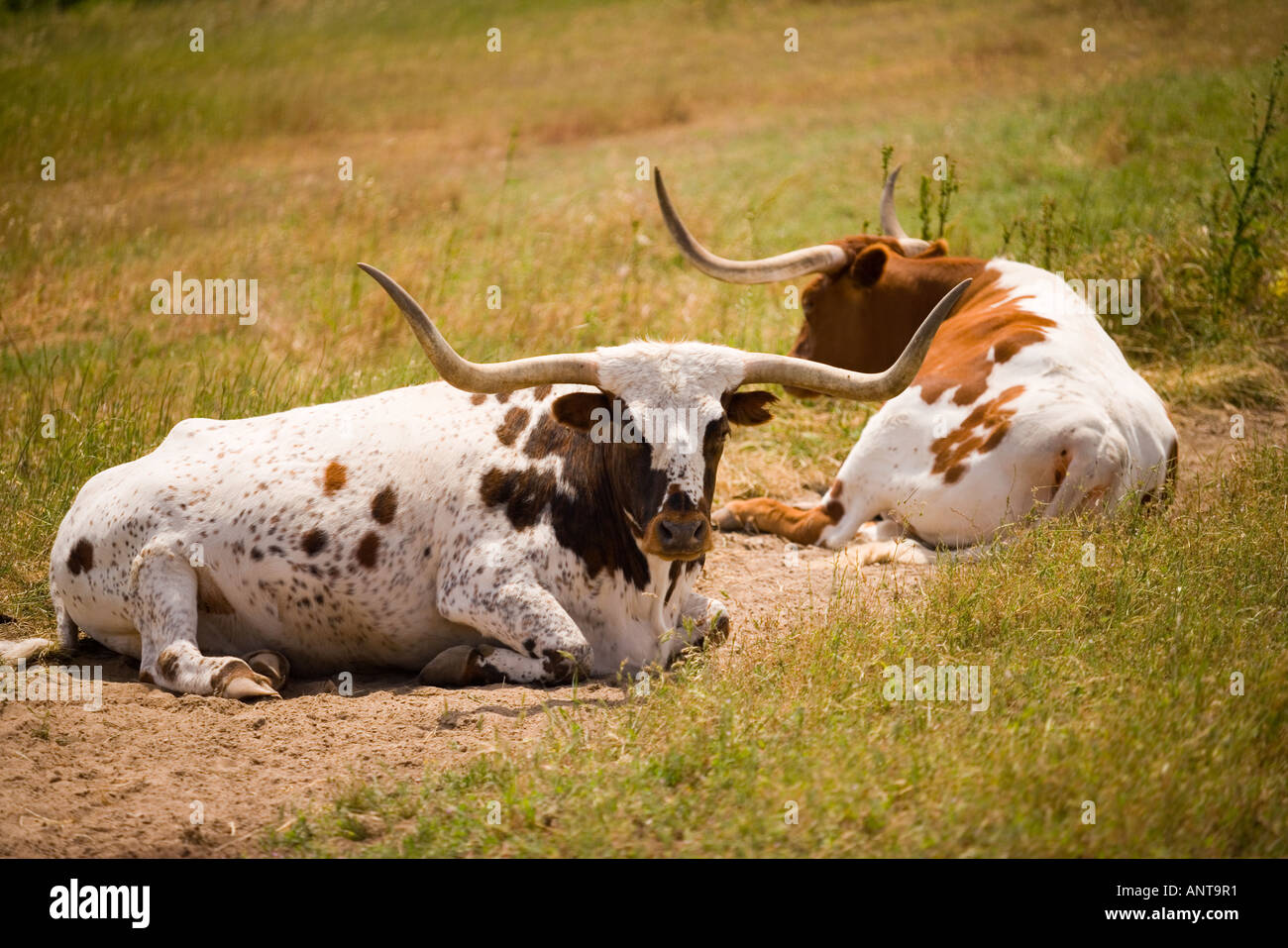 longhorn cattle Santa Ynez Valley near Santa Barbara California Stock ...
