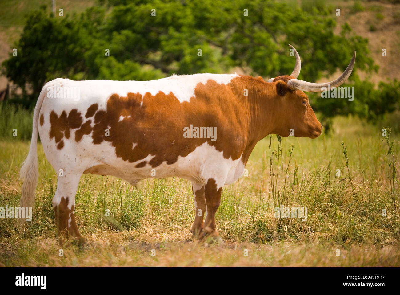 longhorn cattle Santa Ynez Valley near Santa Barbara California Stock ...