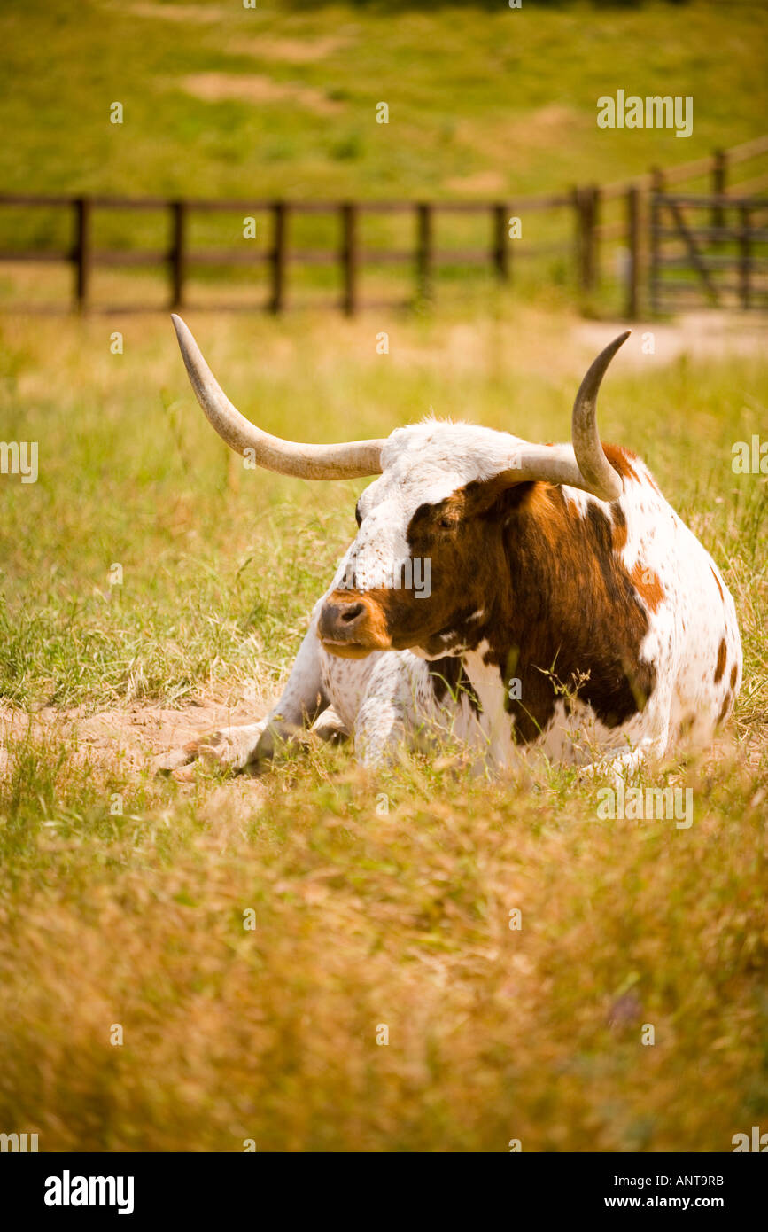 longhorn cattle Santa Ynez Valley near Santa Barbara California Stock ...