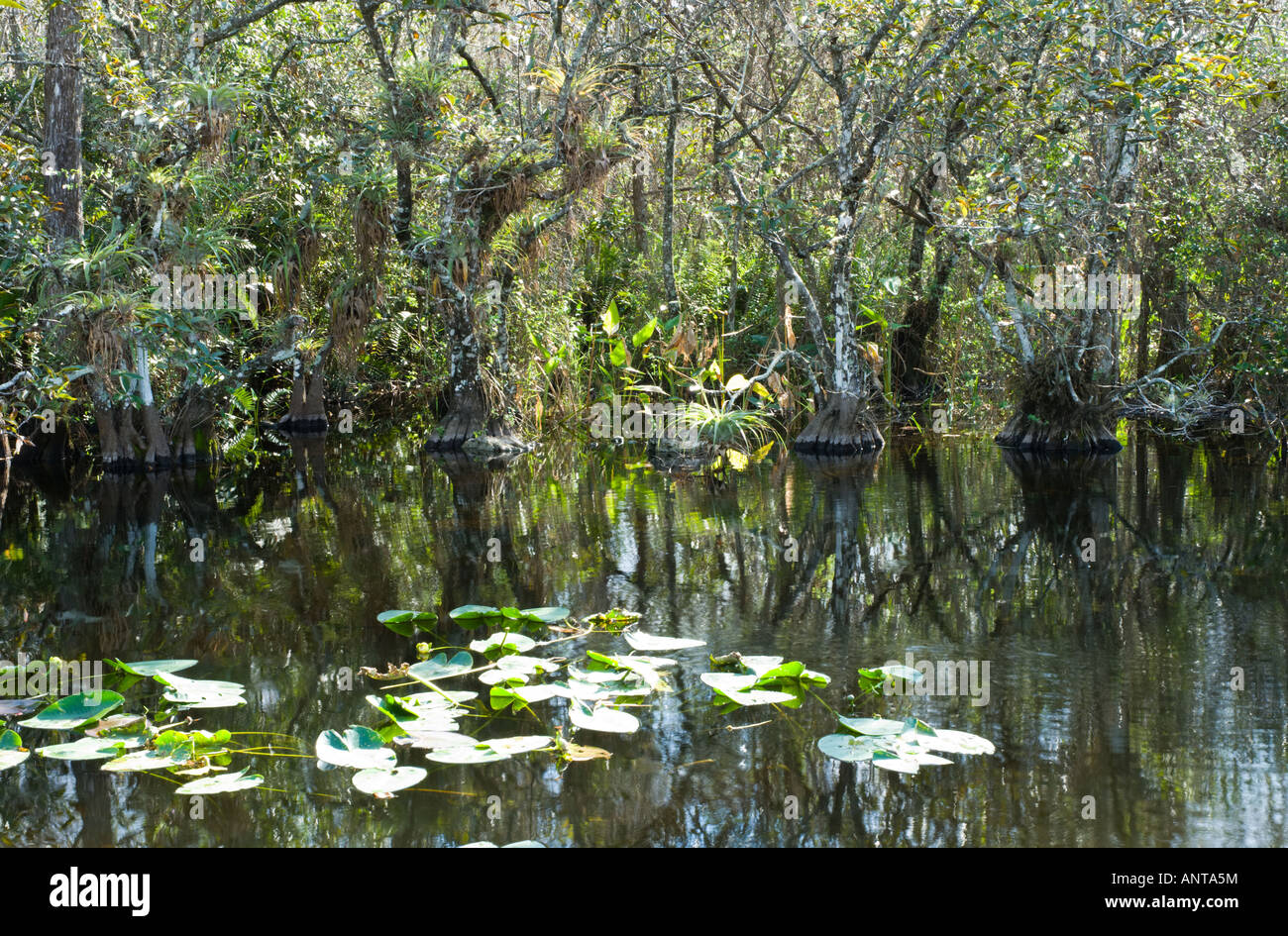 Florida Everglades Swamp Stock Photo - Alamy