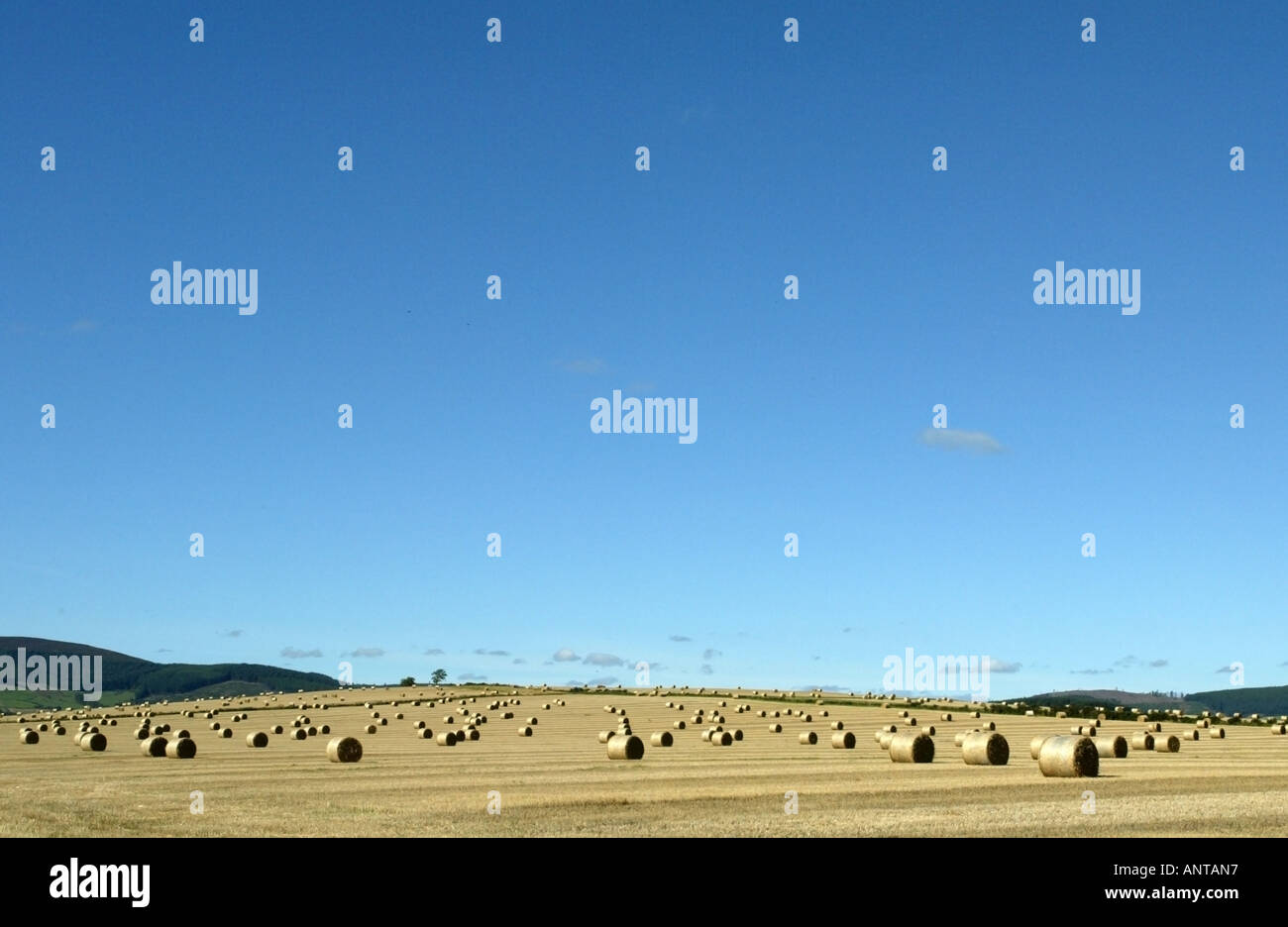 Hay Bales drying in the sun Stock Photo - Alamy