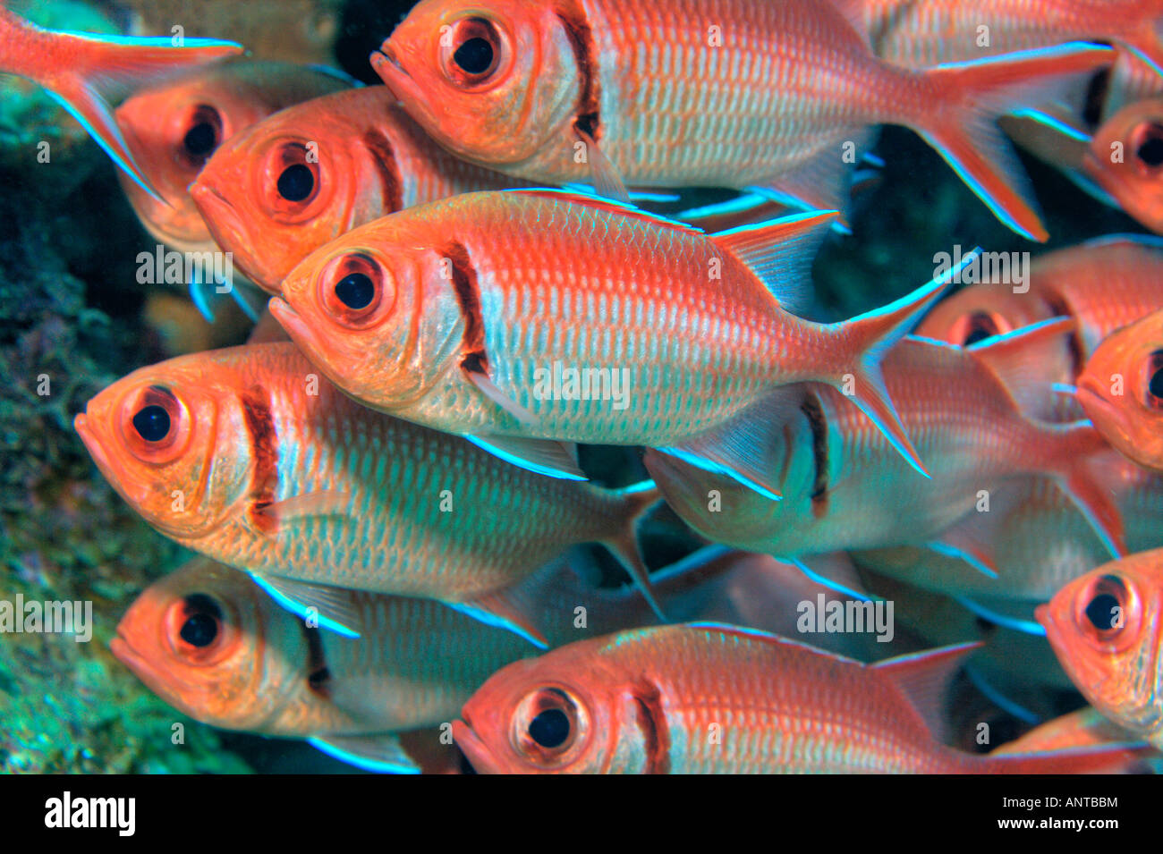 Longspine squirrelfish hi-res stock photography and images - Alamy