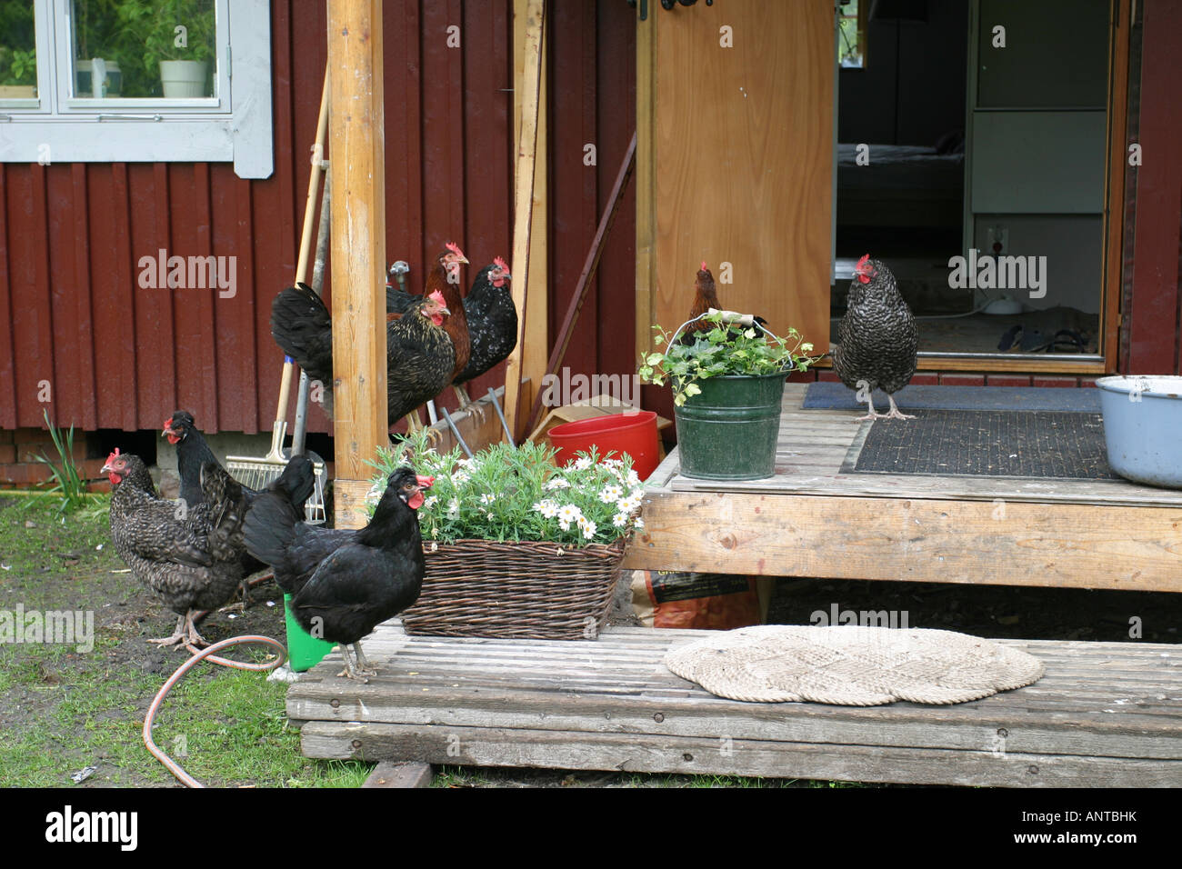 Fowl outdoor Cottage eating Stock Photo - Alamy