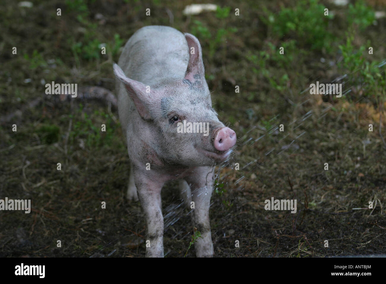 Independent Pigs in the swedish wood taking shower Stock Photo - Alamy