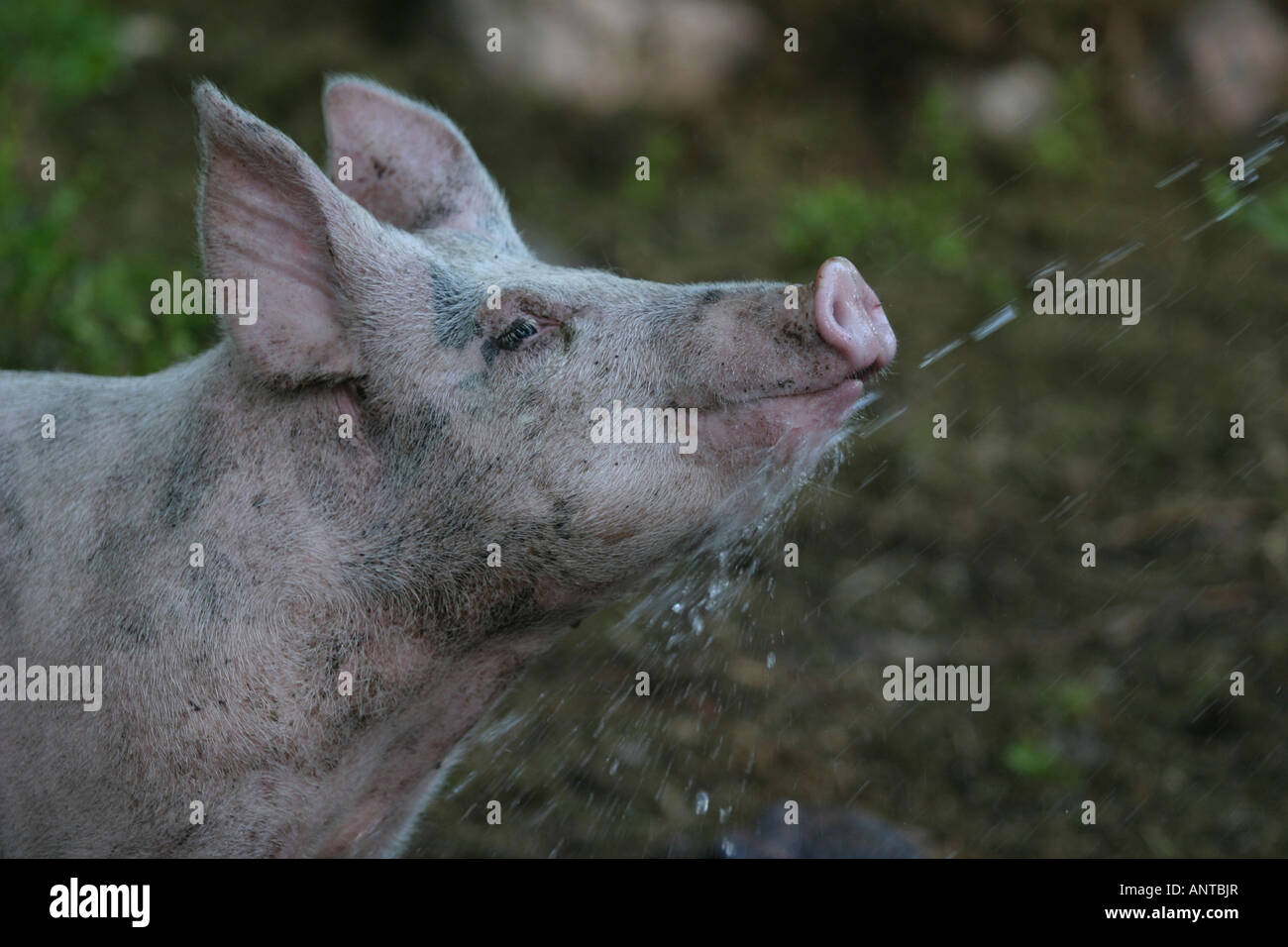Independent Pigs in the swedish wood taking shower Stock Photo - Alamy