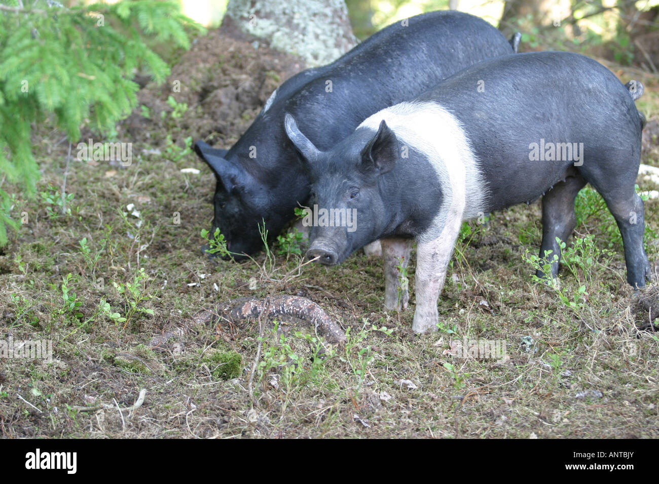 Independent Pigs in the swedish wood Stock Photo - Alamy