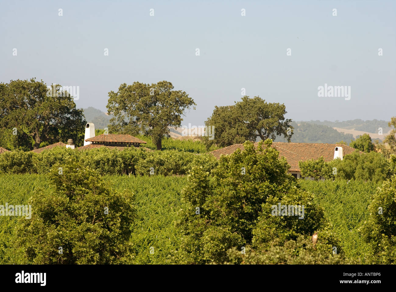 Gainey winery hi-res stock photography and images - Alamy