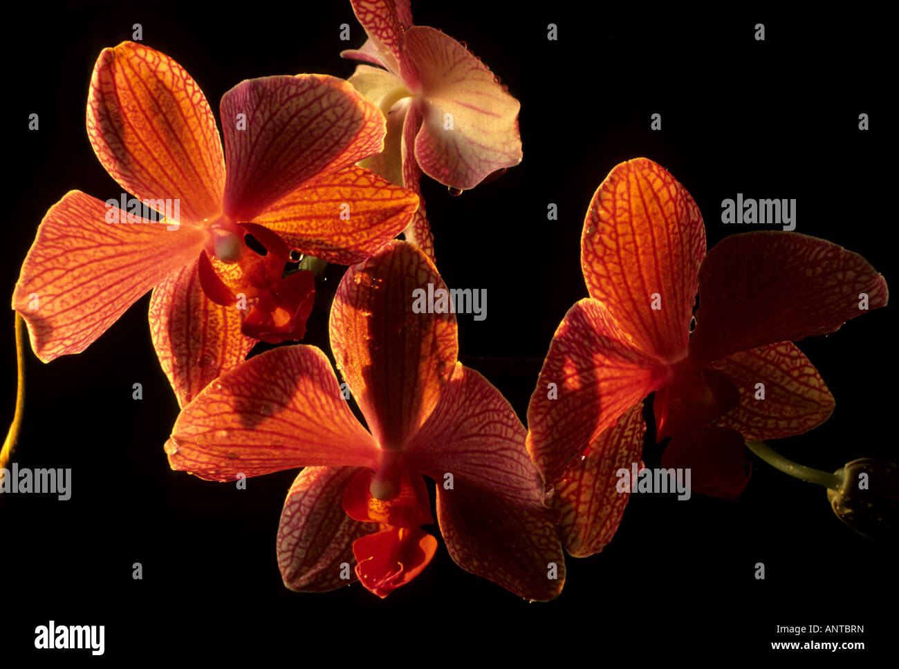 Dendrobium plant hi-res stock photography and images - Alamy