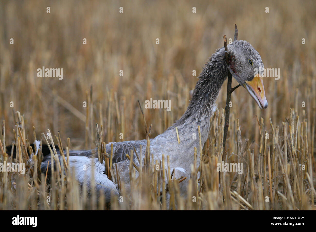 Dead Goose with hunting Stock Photo - Alamy