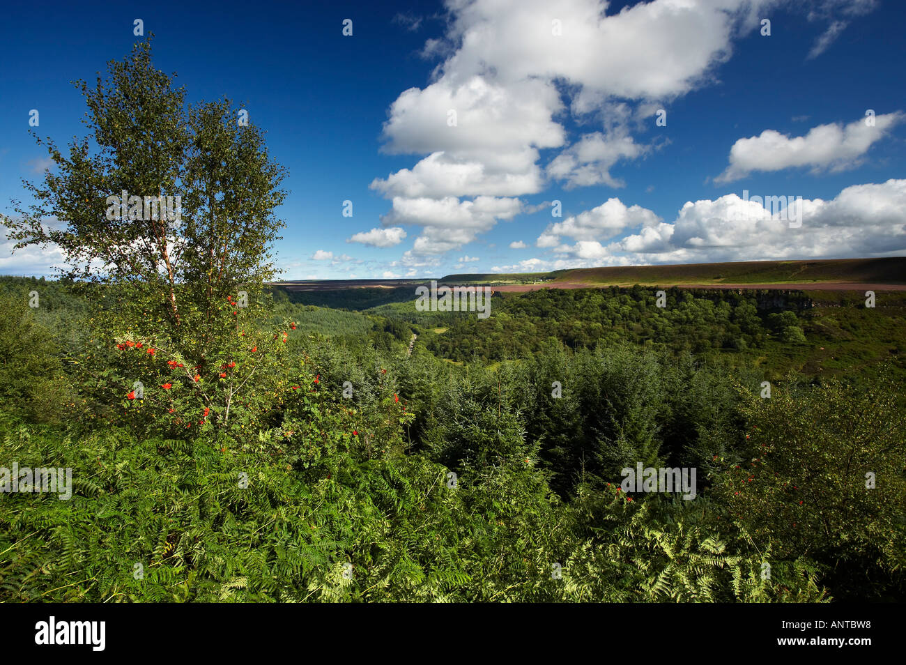 Newtondale from Cropton Forest North York Moors National Park England ...