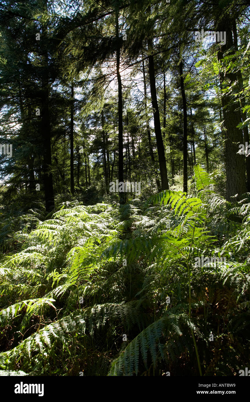 Cropton Forest North York Moors National Park England Stock Photo - Alamy