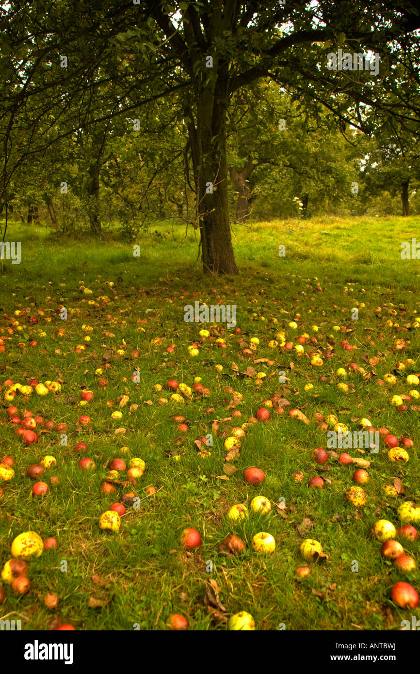 Apple scrumping hi-res stock photography and images - Alamy