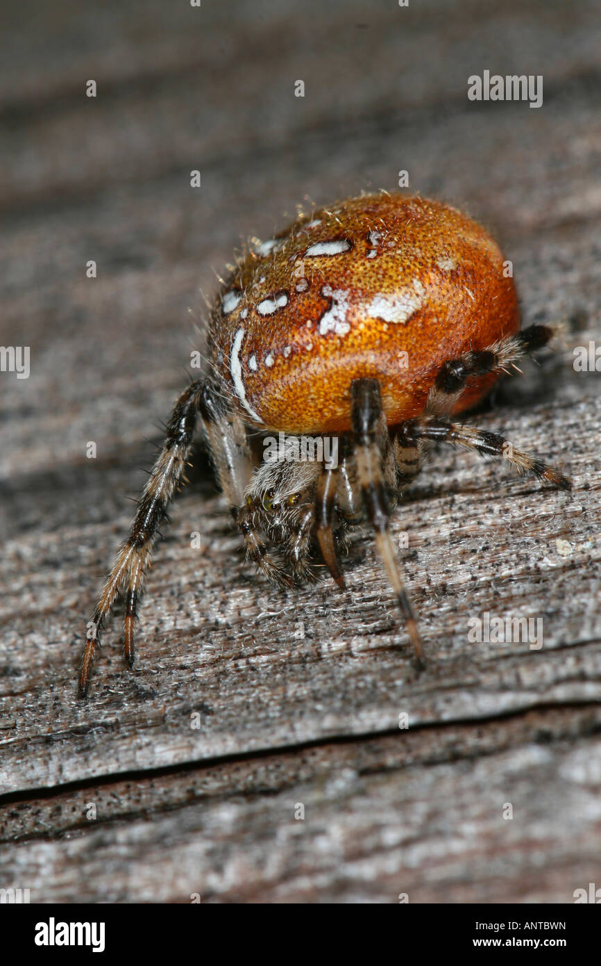 Spider on a tree Stock Photo - Alamy