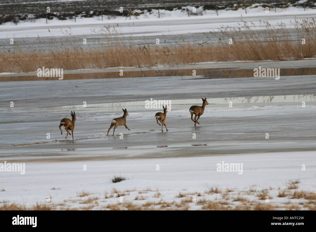 Capreolus capreolus running on ice Stock Photo - Alamy