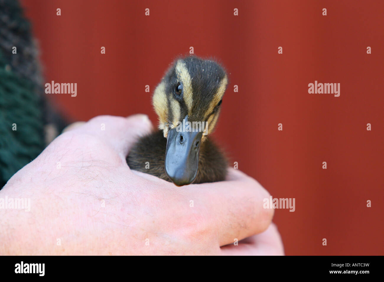 Wild young duck in hand Stock Photo - Alamy