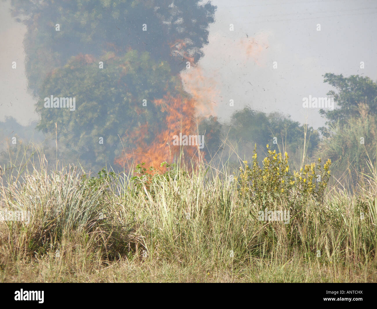 Bush fire burning at a road side in Uganda Stock Photo - Alamy