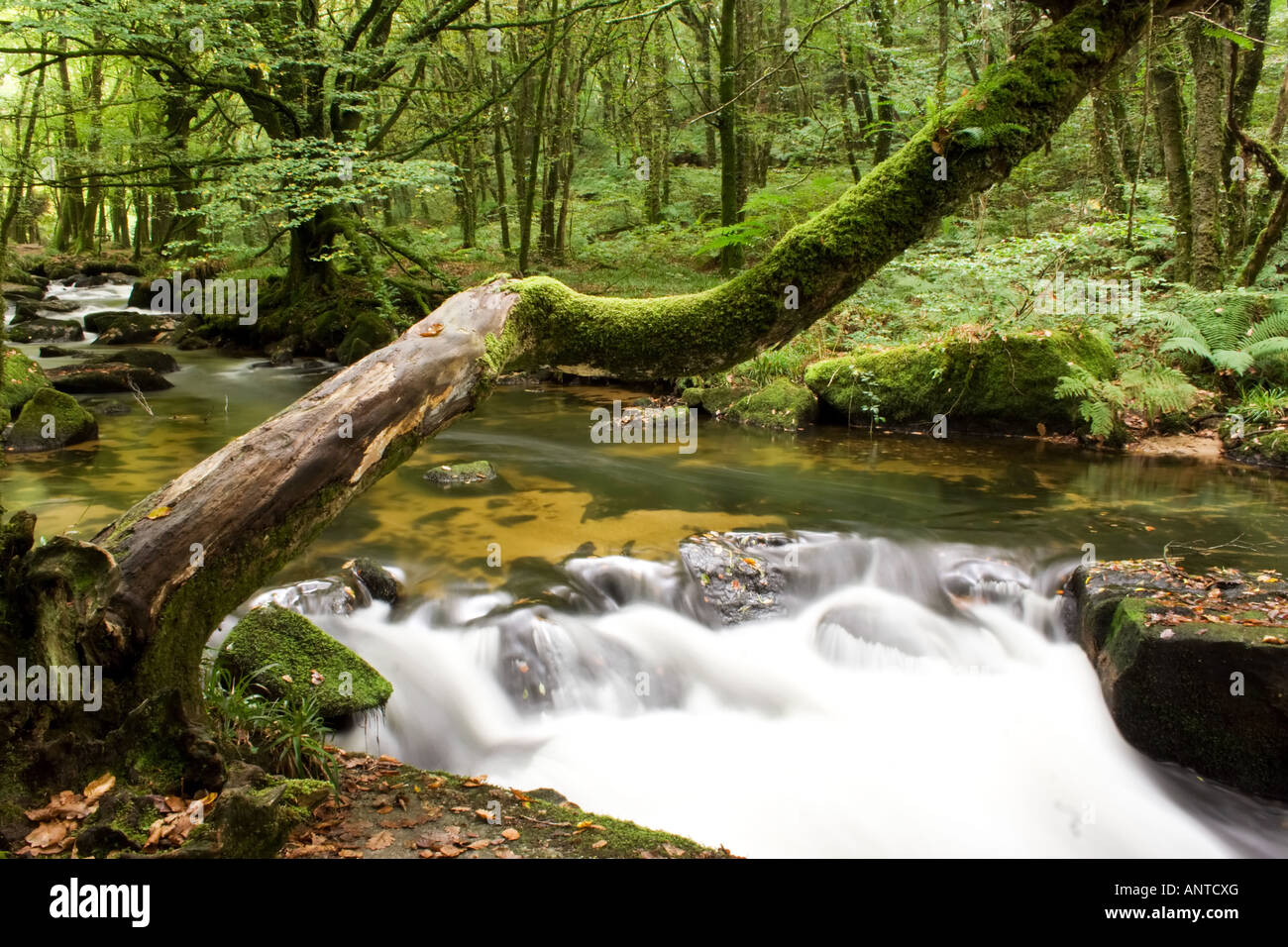 tree leaning over river waterfall in forest Stock Photo - Alamy