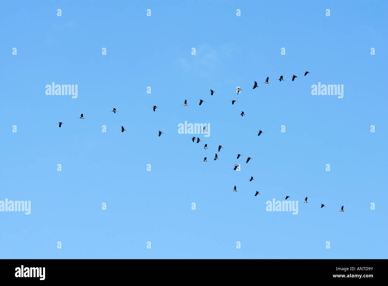 Common Cranes (Grus grus) flying in 'V' formation during migration ...